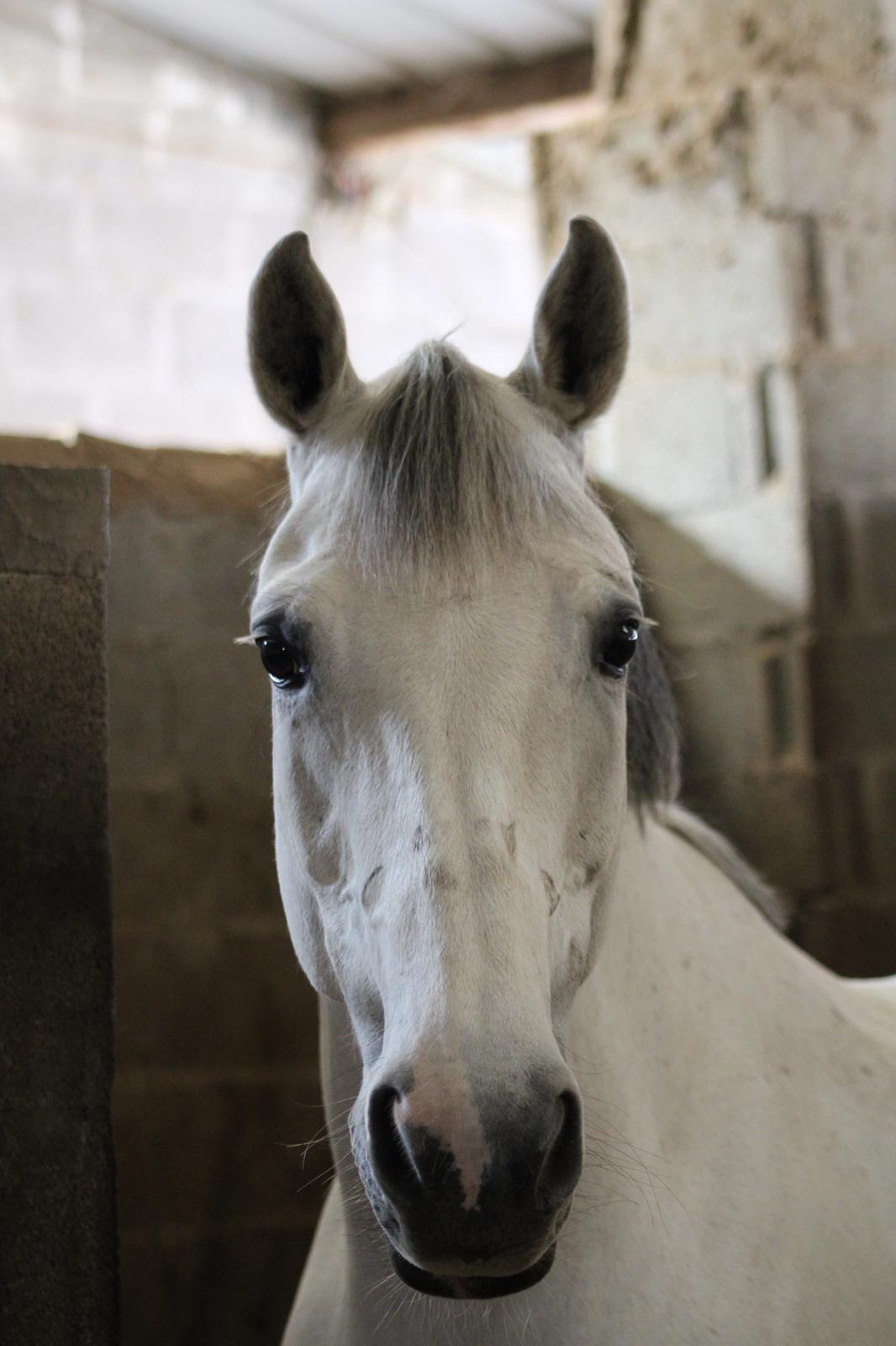 Avaren Stable : pension box terrasse, école d’équitation, stages